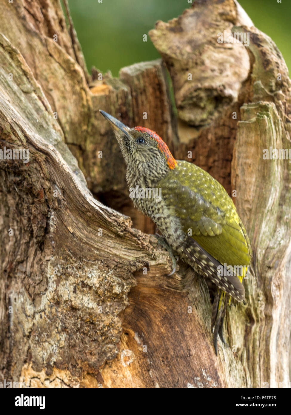 Juvenile European Green Woodpecker (Picus viridis) foraging in natural ...