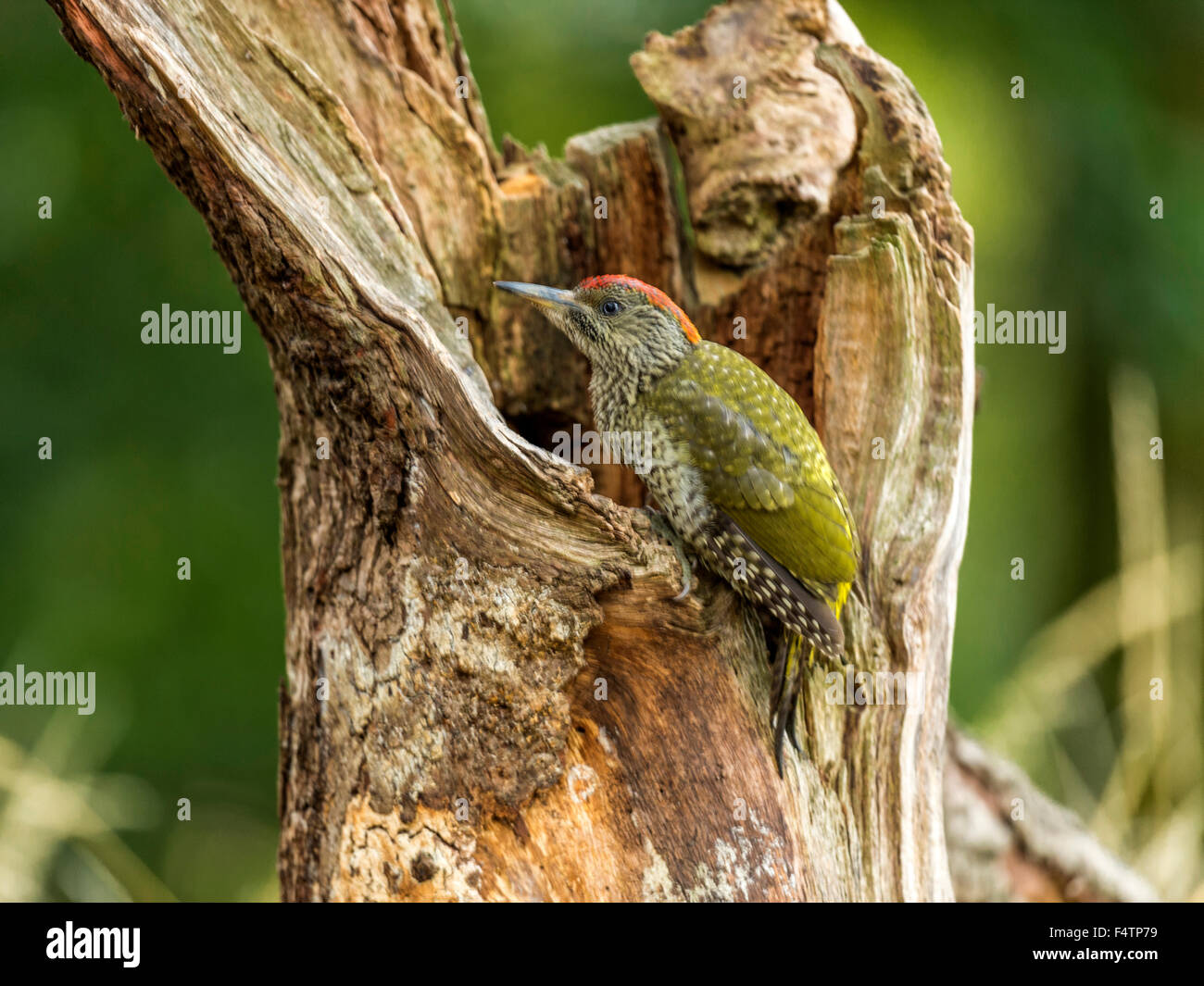 Juvenile European Green Woodpecker (Picus viridis) foraging in natural ...