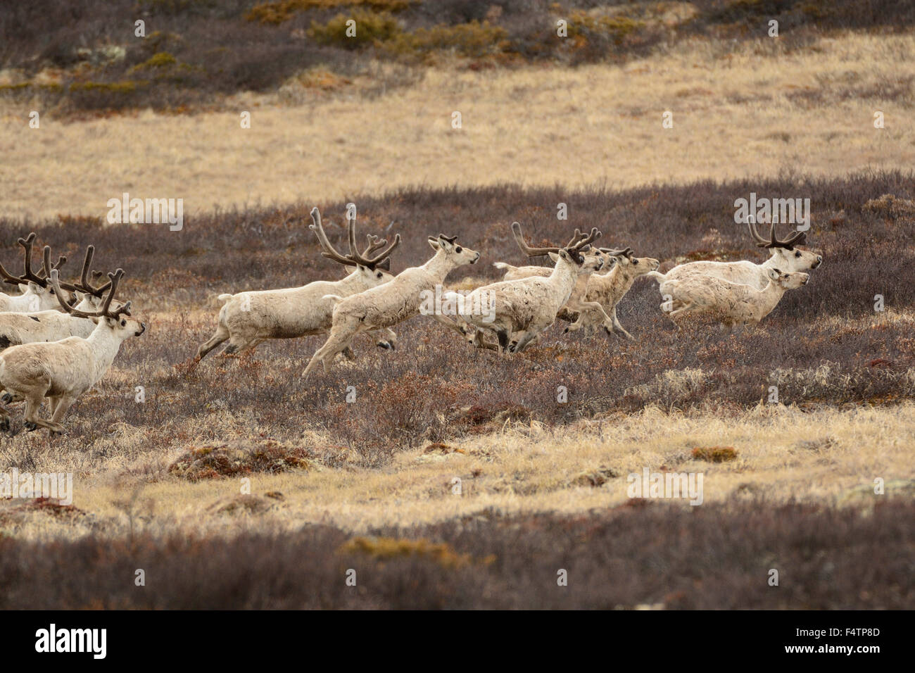 Folldal hi-res stock photography and images - Alamy