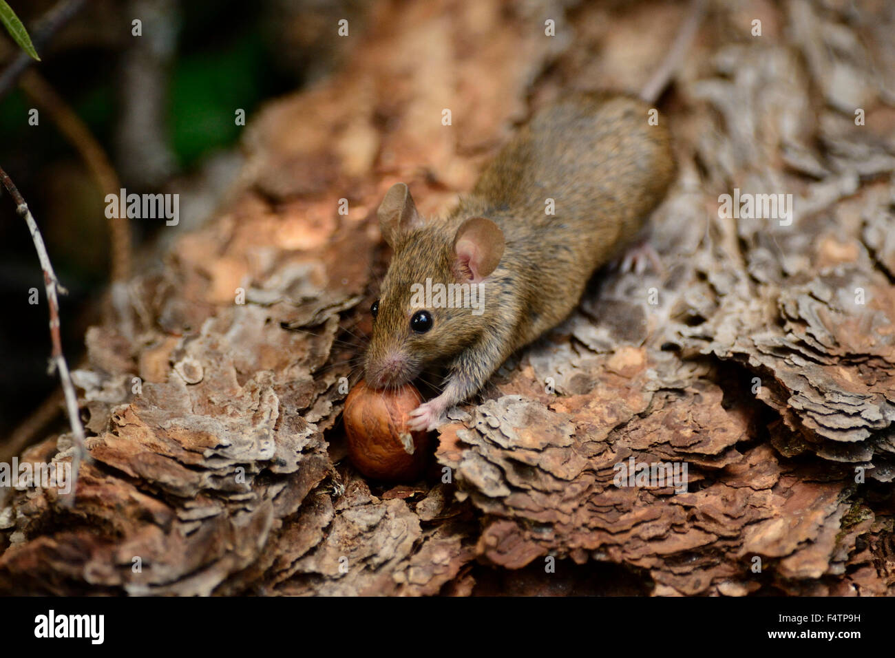 Yellow mouse hi-res stock photography and images - Alamy