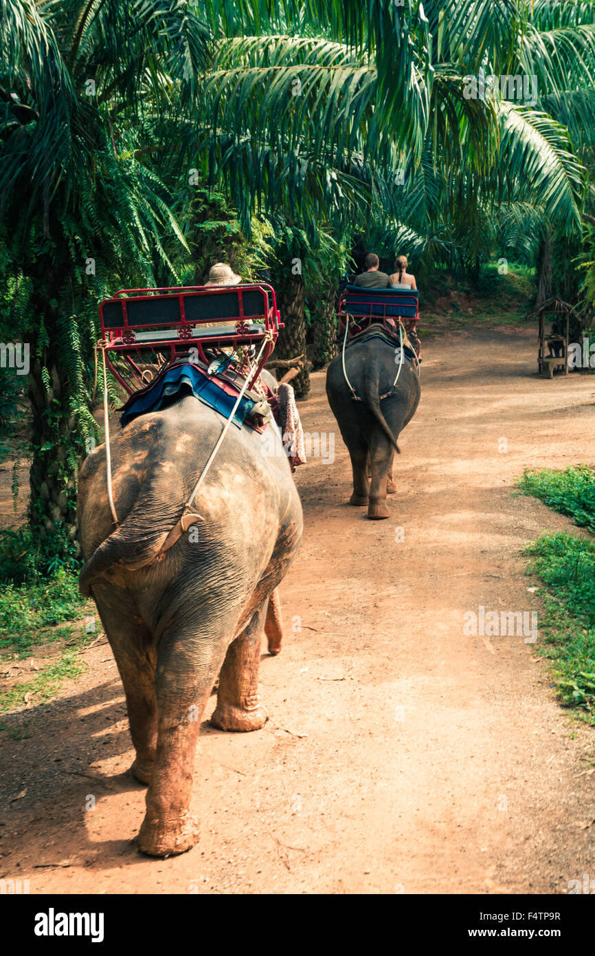 Elephant Trekking Through Jungle in Northern Thailand Stock Photo - Alamy