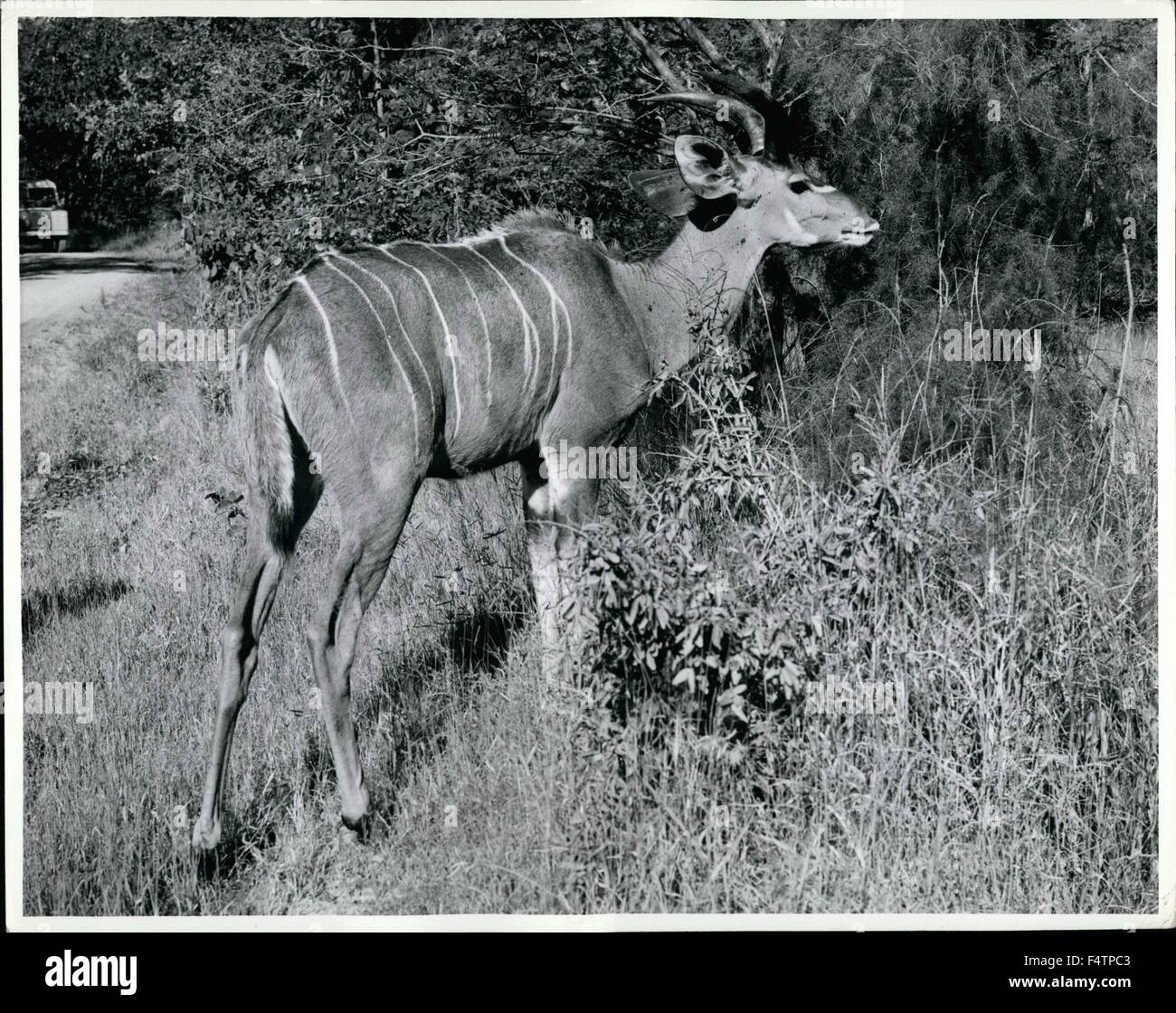 Black antelope pictures hi-res stock photography and images - Alamy