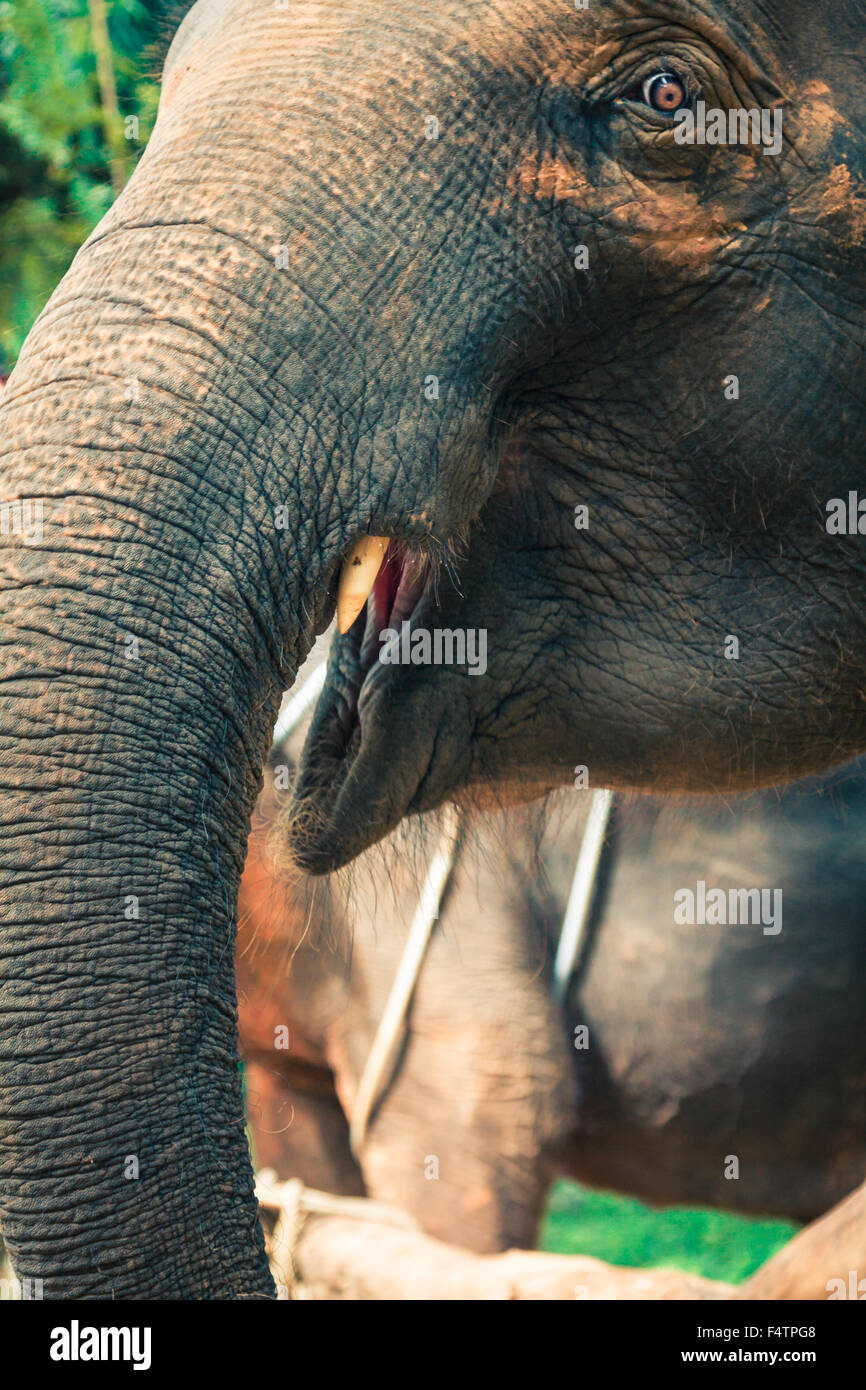 Smile of elephant in Thailand Stock Photo - Alamy