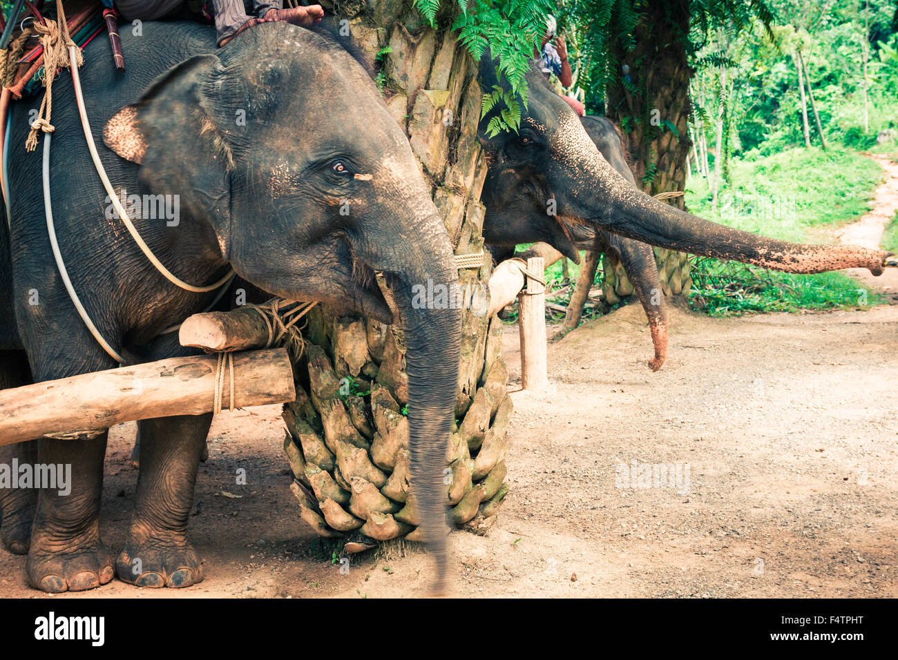 Cute elepha hi-res stock photography and images - Alamy