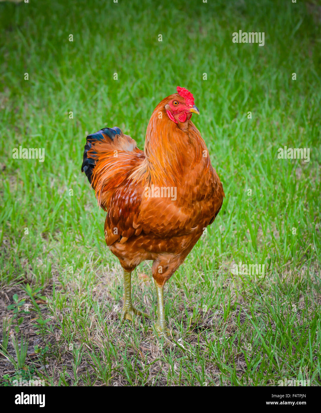 A fine example of a Rhode Island Red Chicken, standing in green grass ...