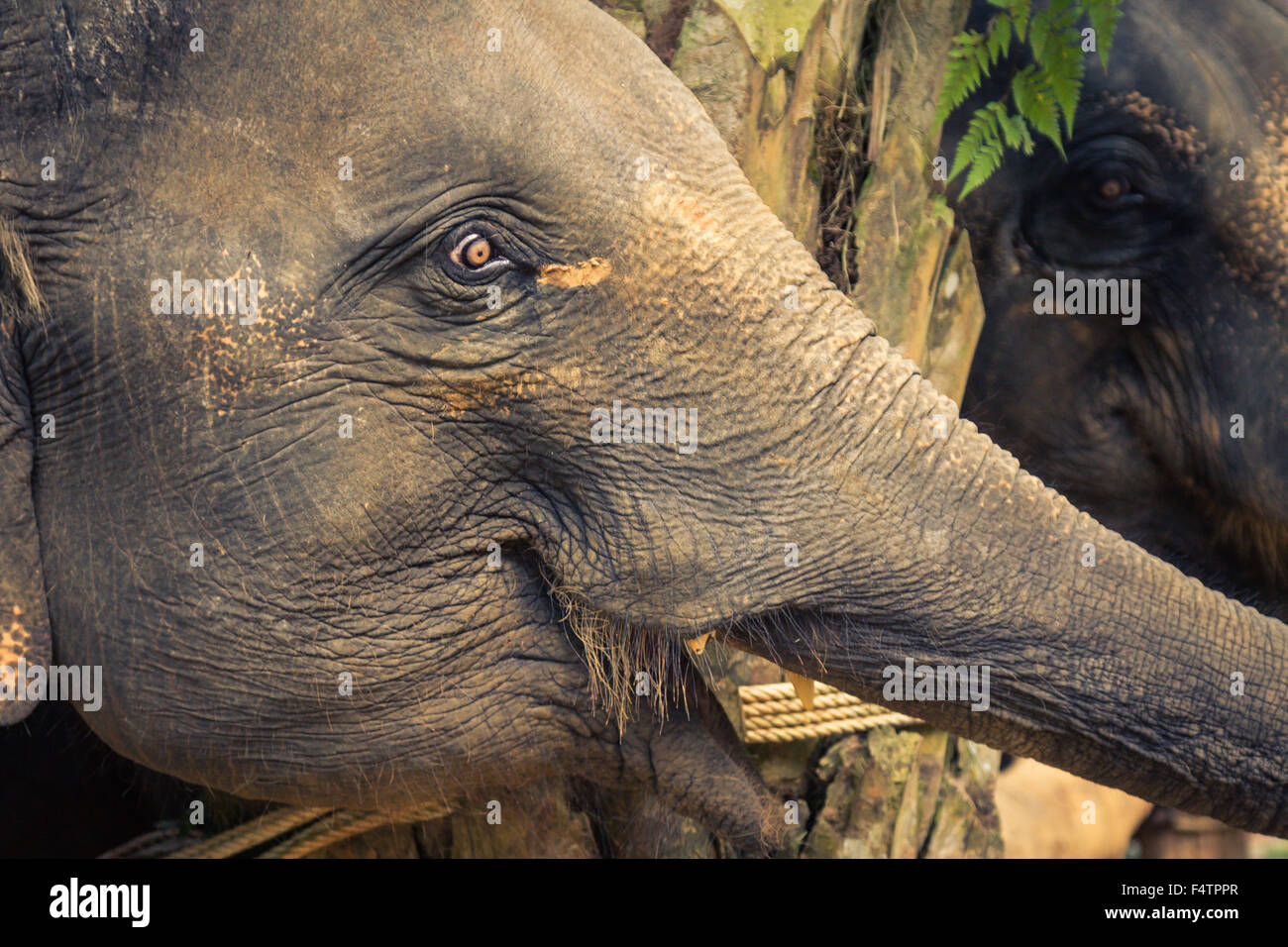 Smile of elephant in Thailand Stock Photo - Alamy