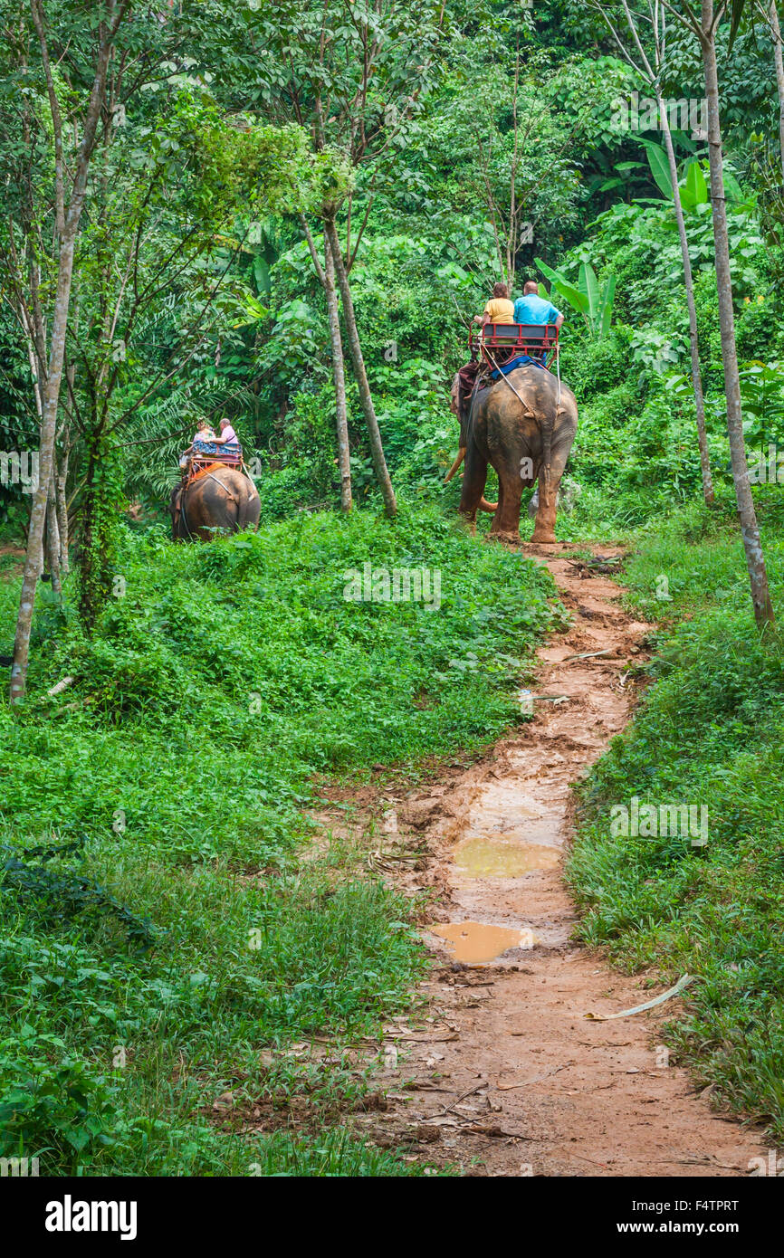 Elephant Trekking Through Jungle in Northern Thailand Stock Photo - Alamy