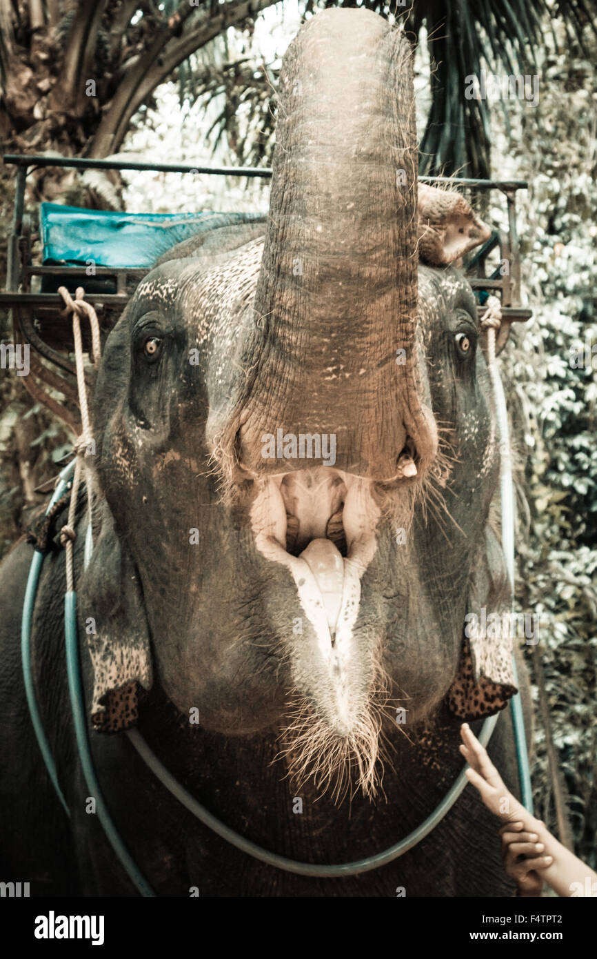 Smile of elephant in Thailand Stock Photo - Alamy