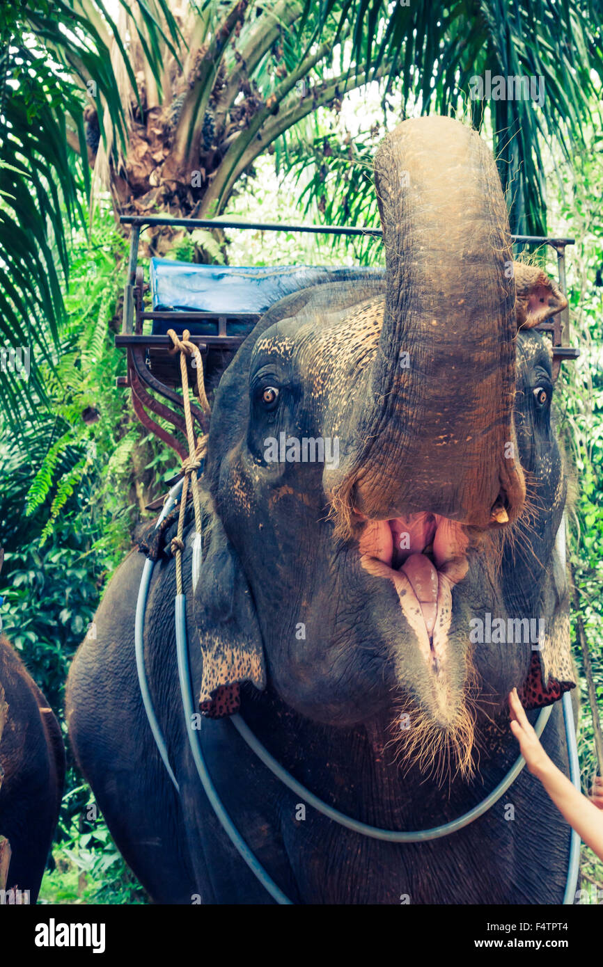 Smile of elephant in Thailand Stock Photo - Alamy