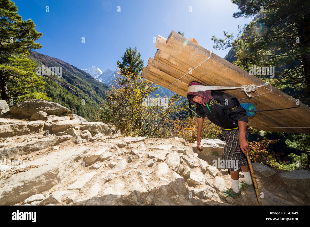 Porter carrying heavy timber wood up an ascending track Stock Photo - Alamy