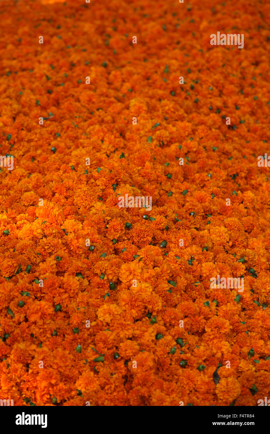 Background of bright orange Marigold flowers which are traditionally ...