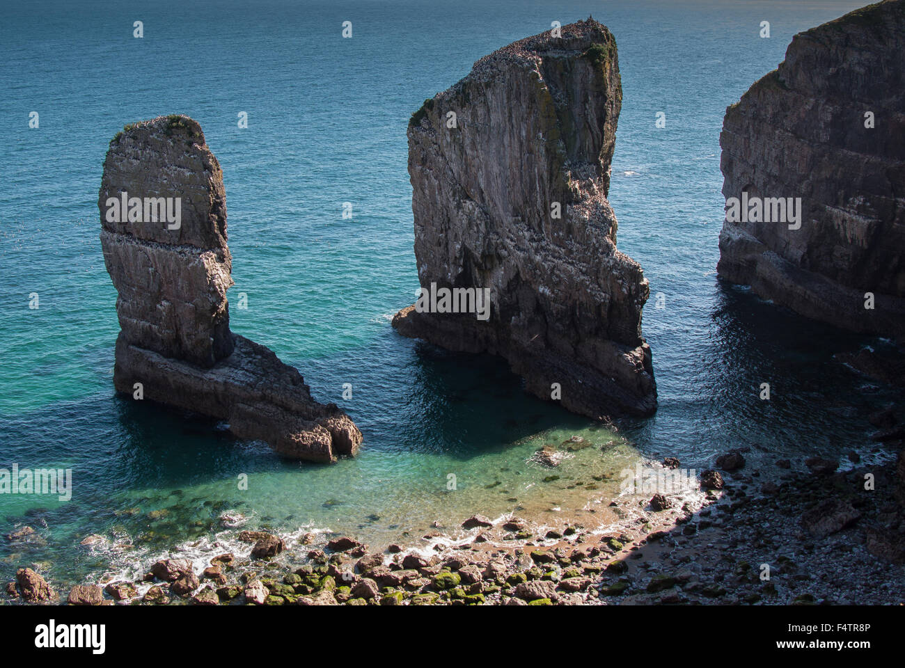 Elegug Stacks, Pembrokeshire Stock Photo - Alamy