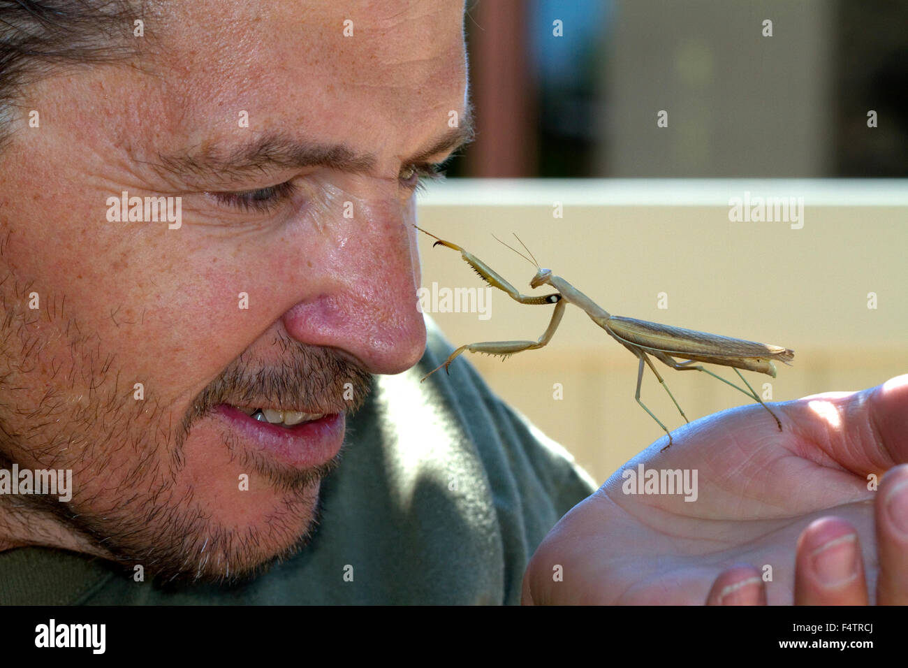 Mantis insect in nature hi-res stock photography and images - Alamy