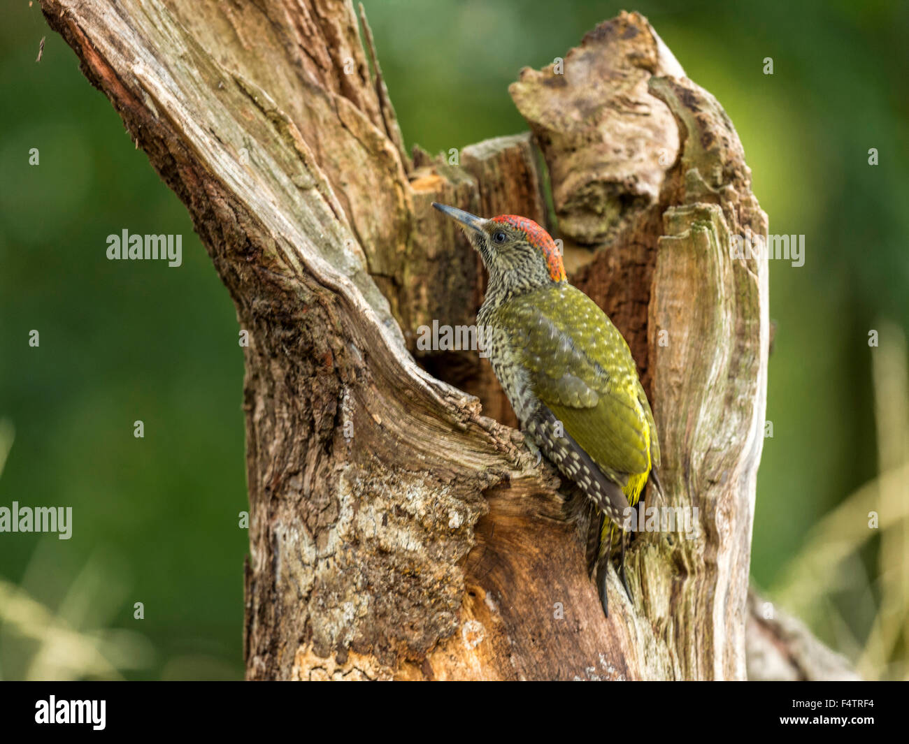 Juvenile European Green Woodpecker (Picus viridis) foraging in natural ...