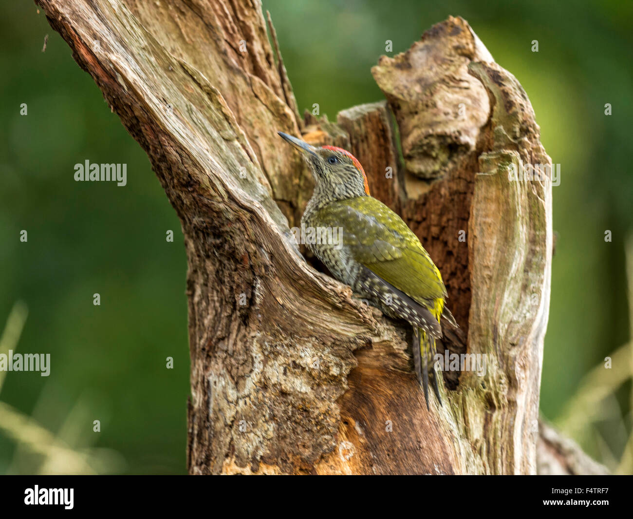 Juvenile European Green Woodpecker (Picus viridis) foraging in natural ...