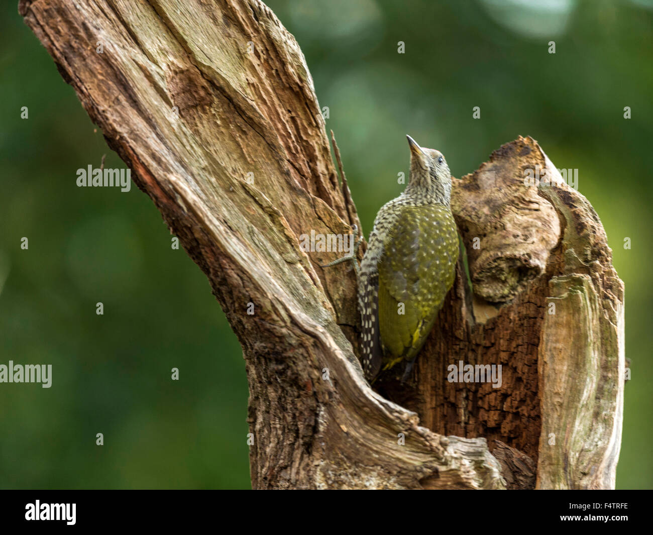 Juvenile European Green Woodpecker (Picus viridis) foraging in natural ...