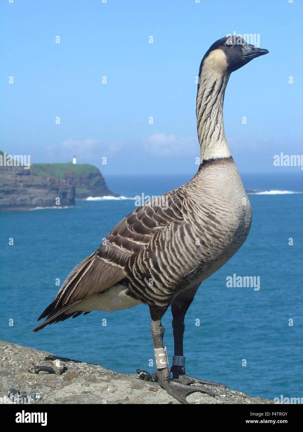A Nene or Hawaiian goose in Kilauea Point National Wildlife Refuge ...