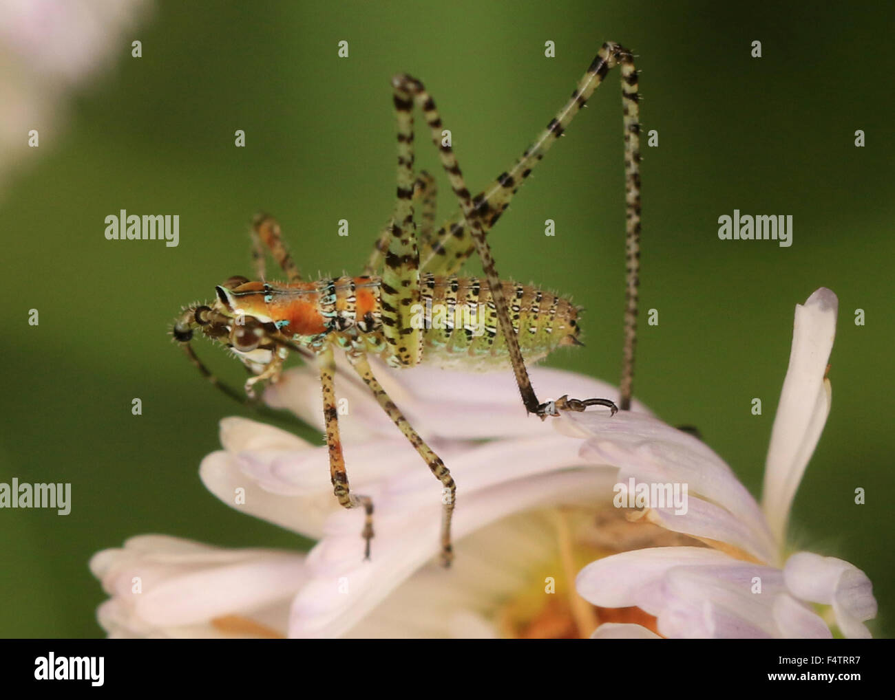 Arizona insects hi-res stock photography and images - Alamy