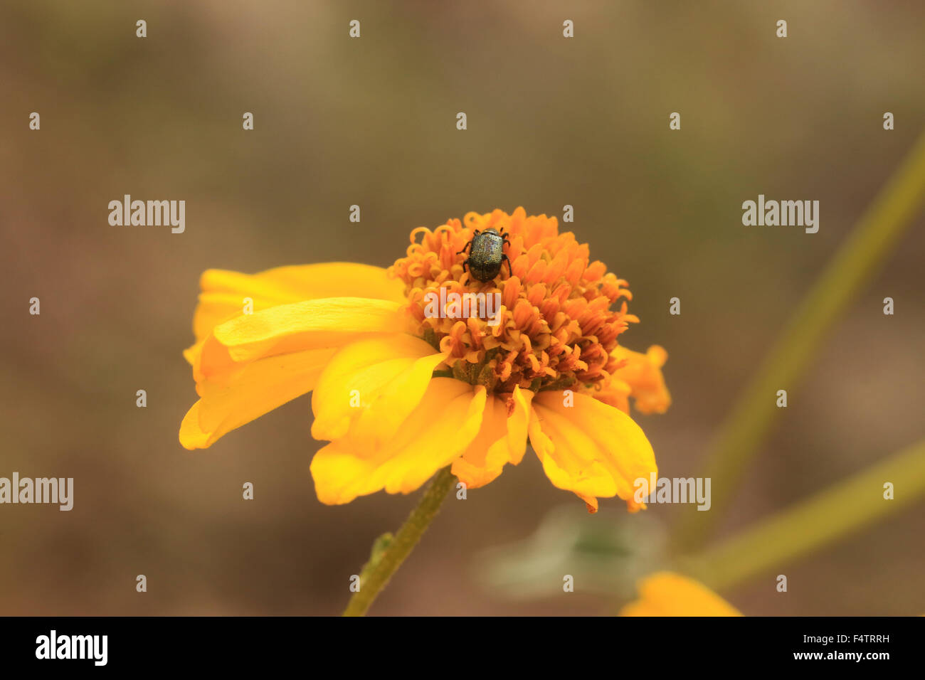 Arizona insects hi-res stock photography and images - Alamy