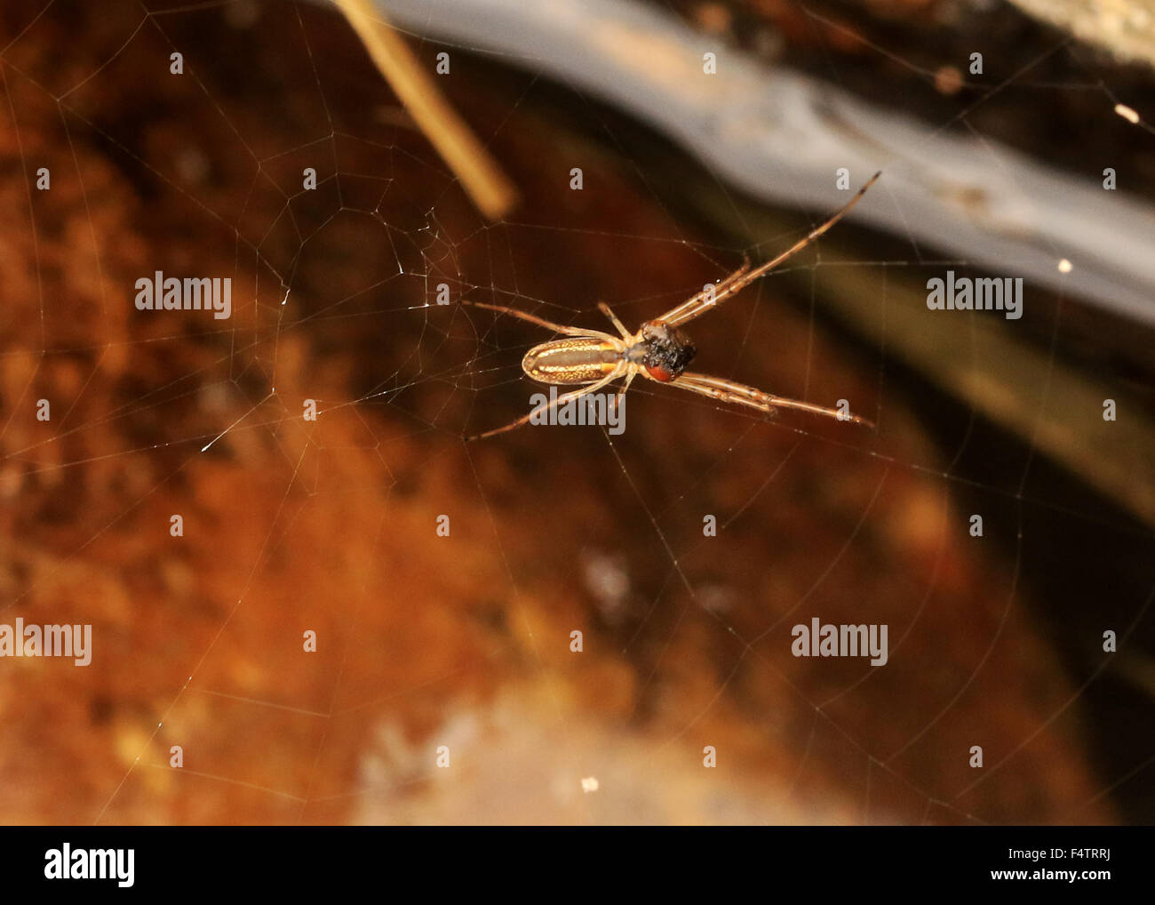 Spider in web over the stream in Ventana Canyon, Tucson, Arizona Stock ...
