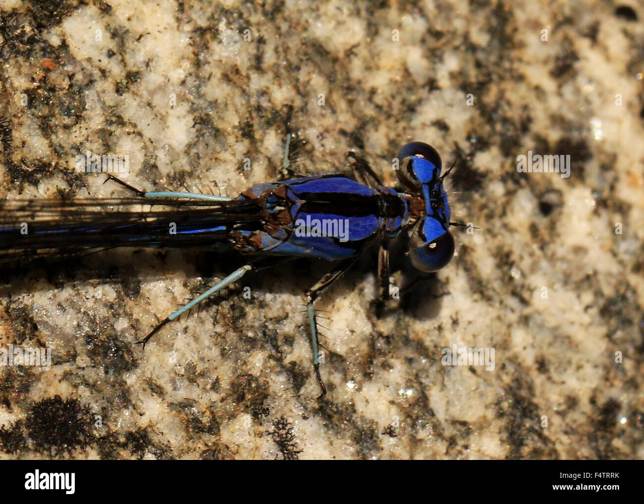 Tucson arizon insects hi-res stock photography and images - Alamy