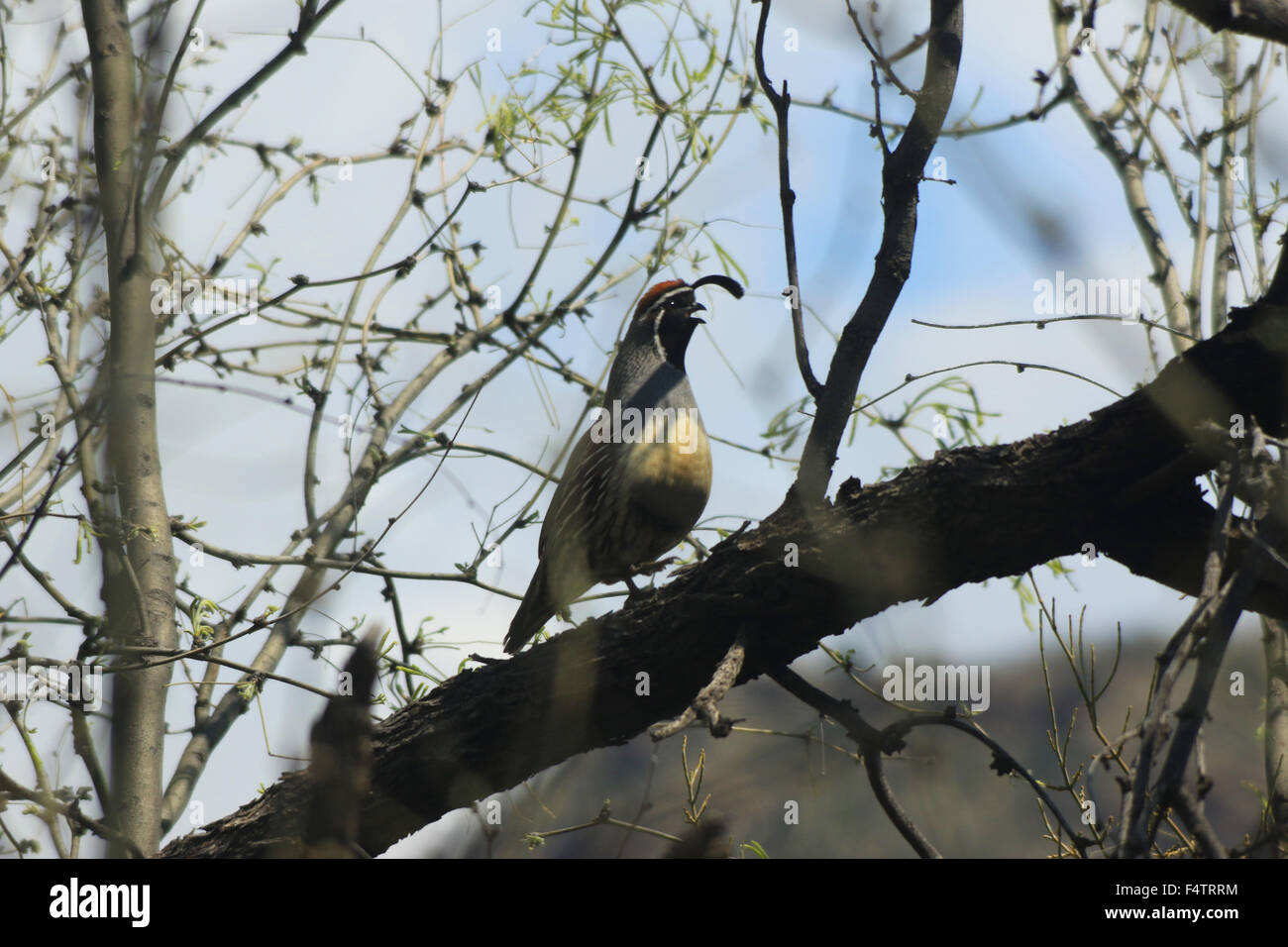 Quails face up close hi-res stock photography and images - Alamy