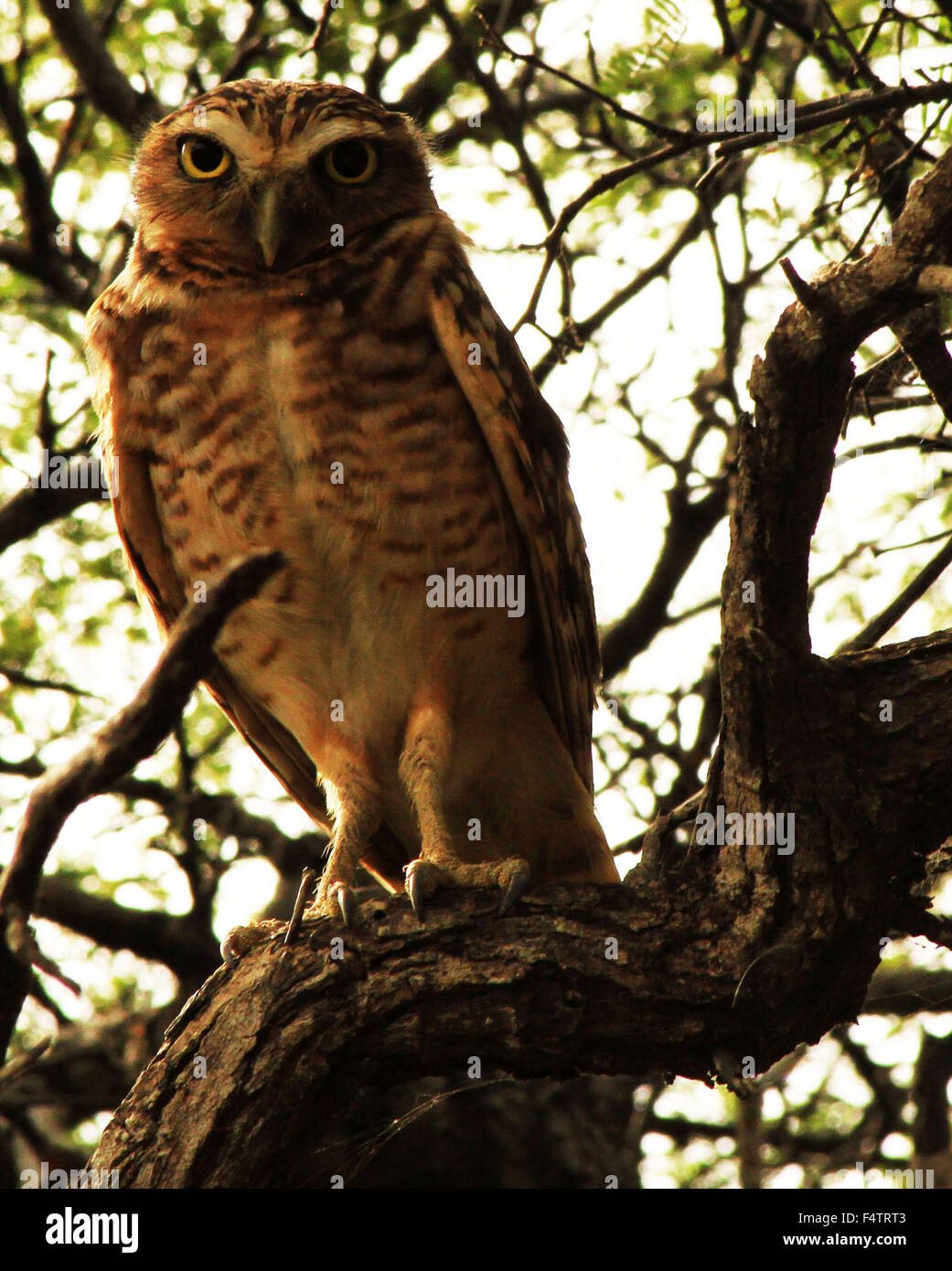 Athene cunicularia arubensis, or Aruban burrowing owl, in a tree on the ...