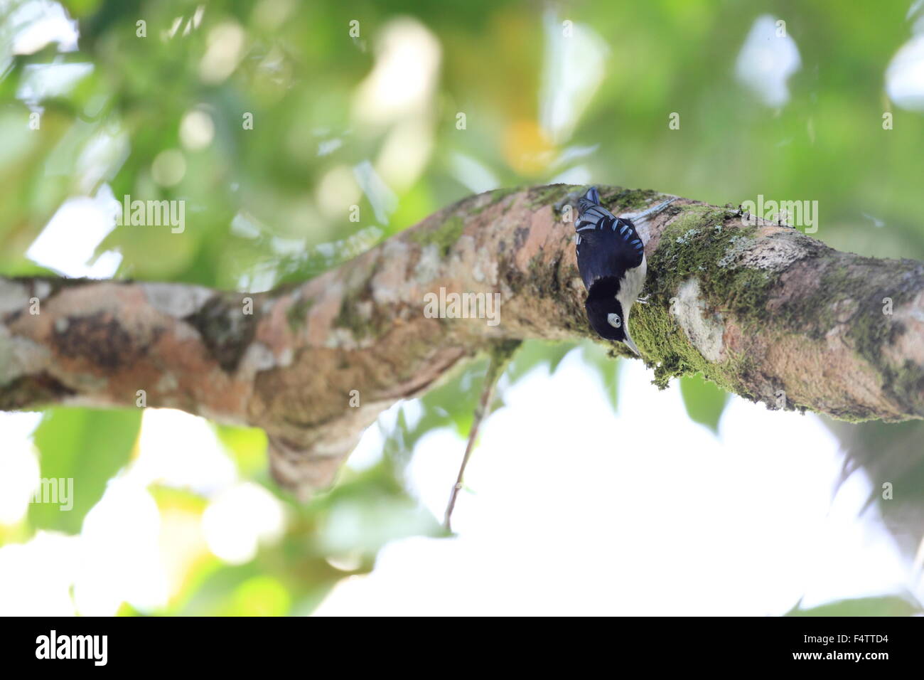 Blue Nuthatch (Sitta azurea) in Malaysia Stock Photo - Alamy