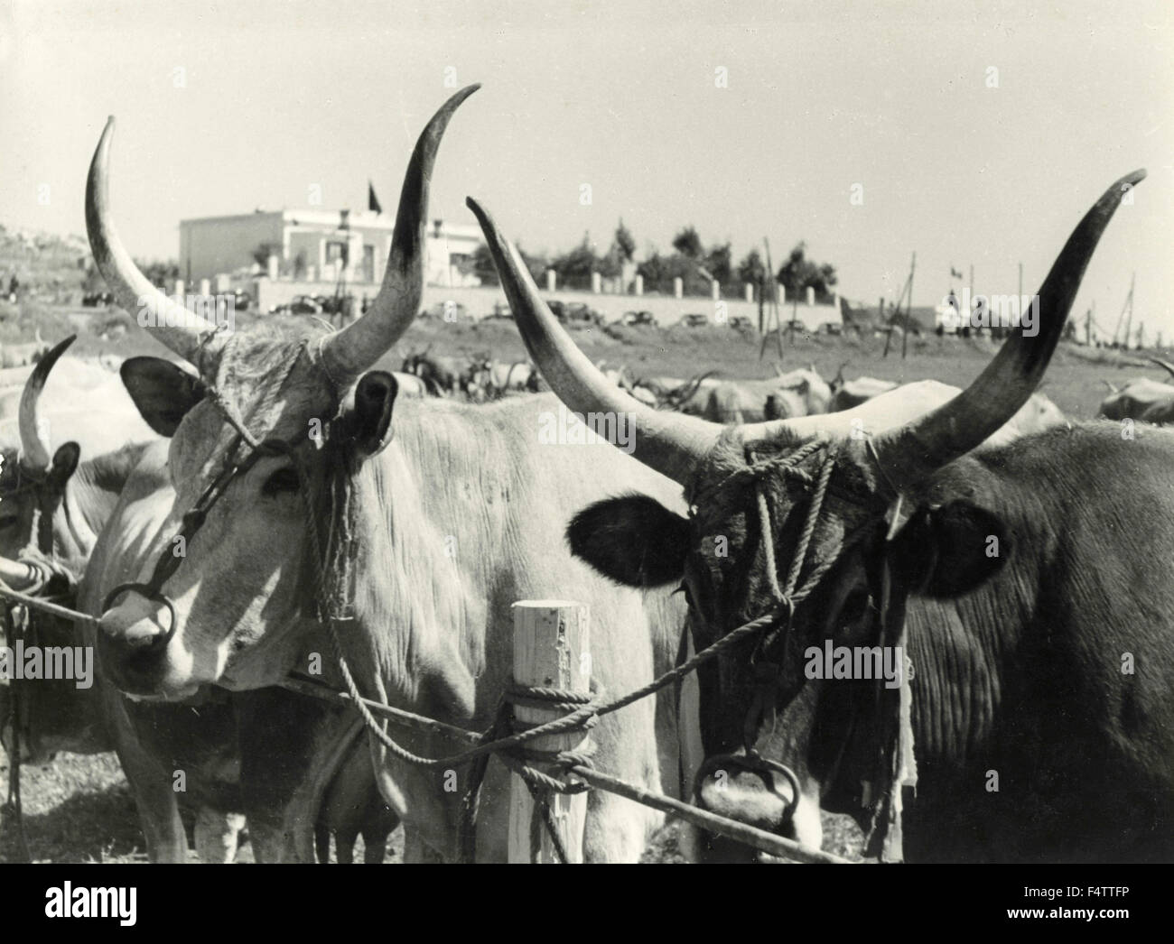 Maremma breed cattle Stock Photo - Alamy