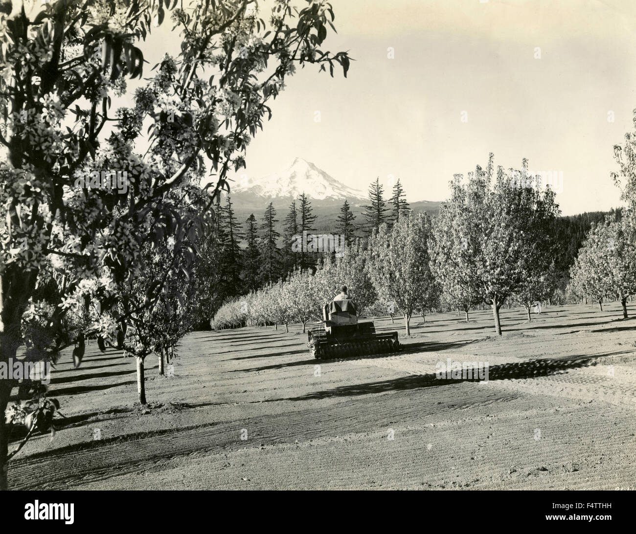 Apple orchard near hood river valley hi-res stock photography and ...