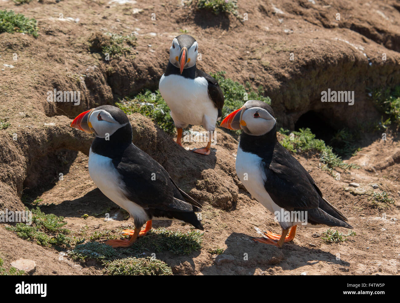 Puffins on Skomer Island Pembrokeshire Stock Photo - Alamy