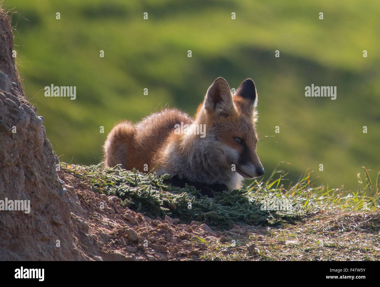 Fox den hi-res stock photography and images - Alamy