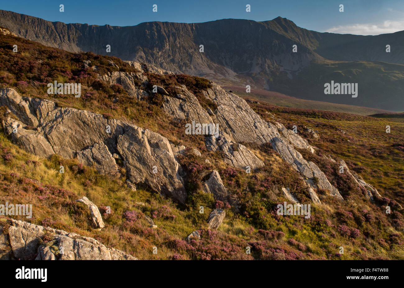 Snowdonia wales heather hi-res stock photography and images - Alamy