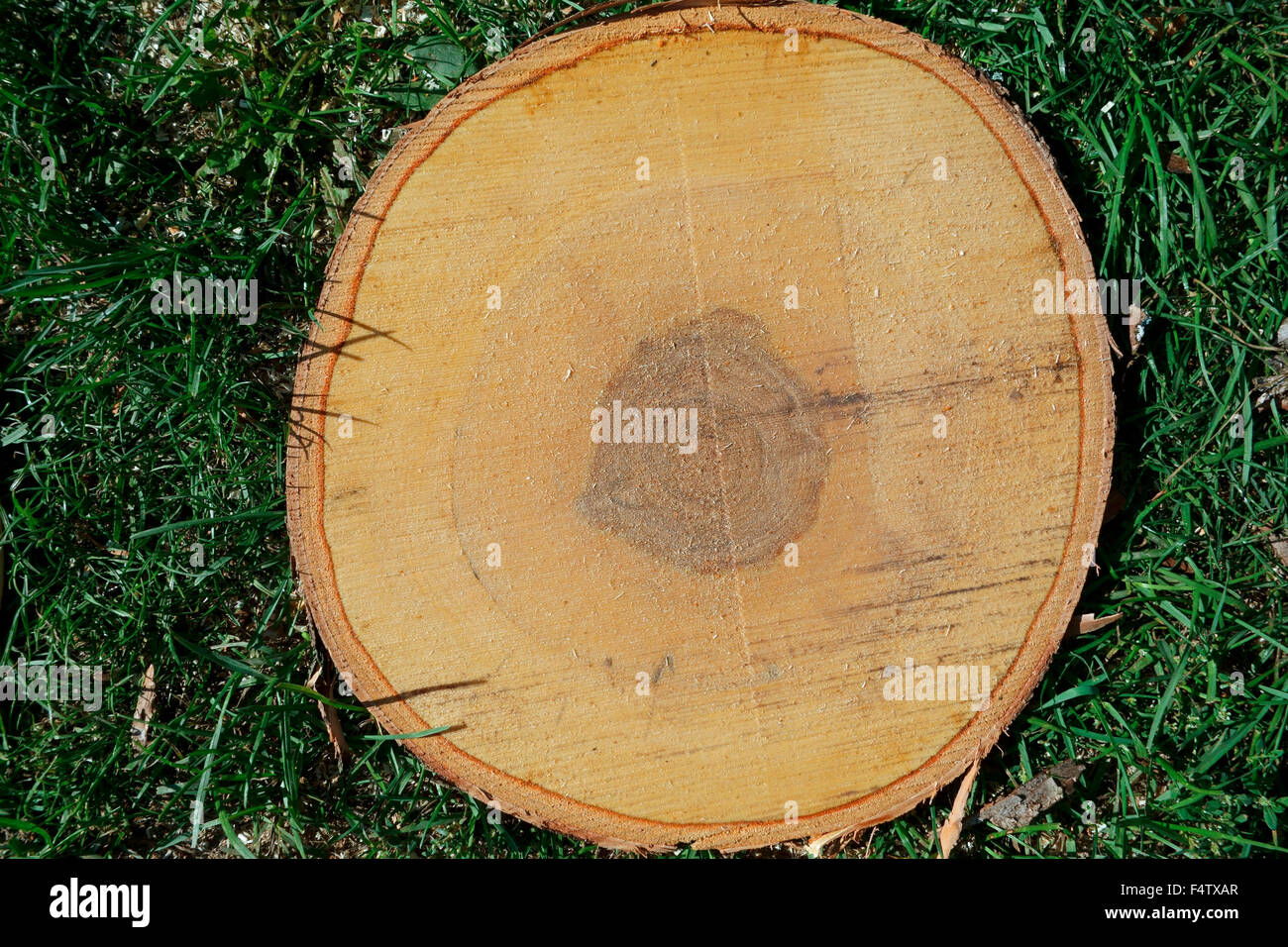 A cross section of a tree showing growth rings on the wood inside Stock ...