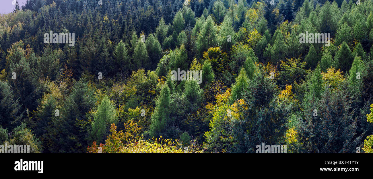 Gymnospermous wood hi-res stock photography and images - Alamy
