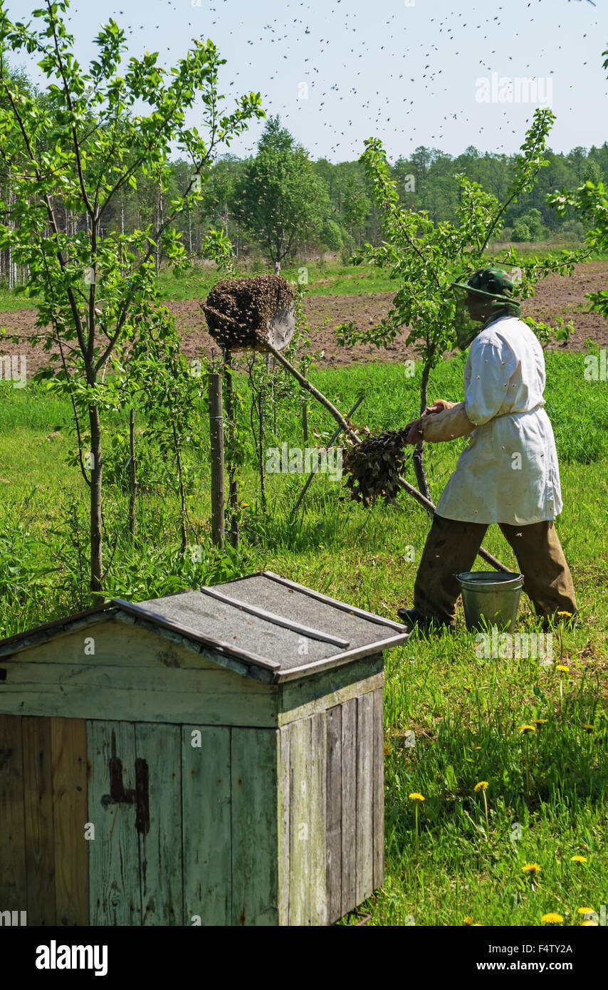 Spring bee swarm run hi-res stock photography and images - Alamy