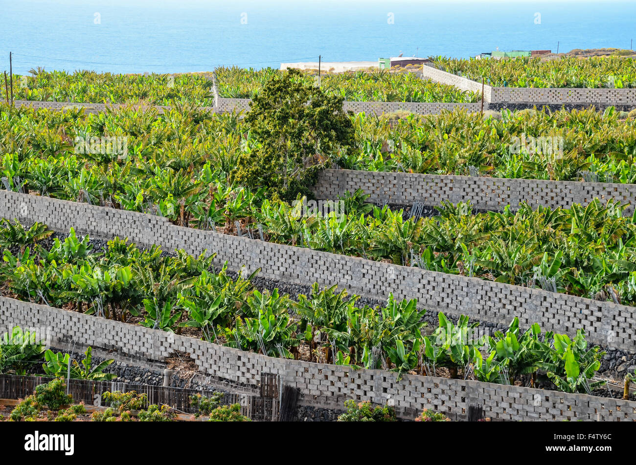 Banana Plantation Field Stock Photo - Alamy