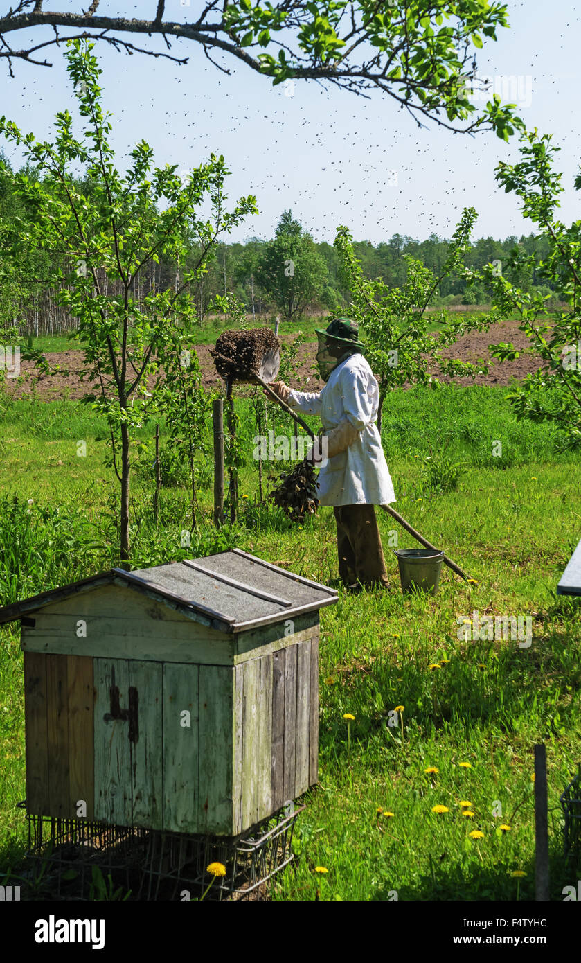 Spring bee swarm run hi-res stock photography and images - Alamy