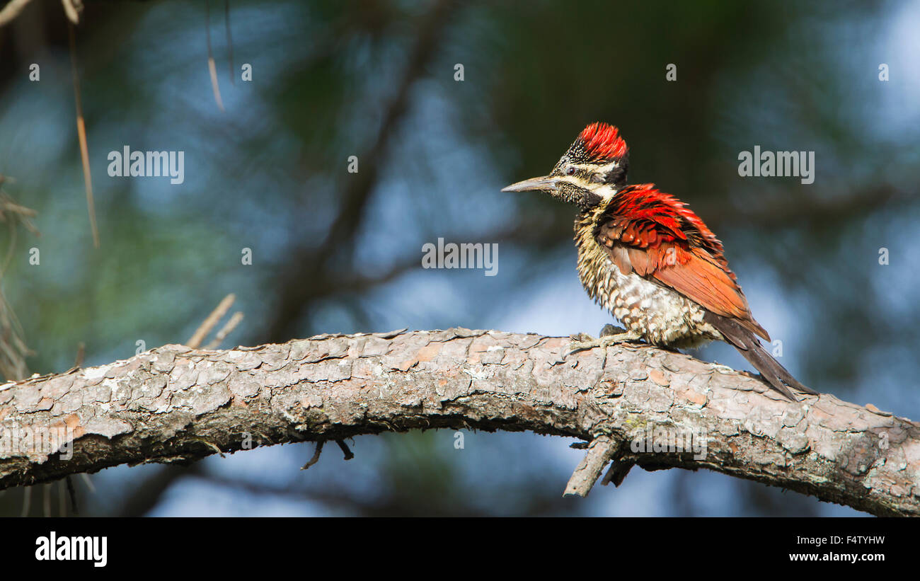 Woodpecker of sri lanka hi-res stock photography and images - Alamy