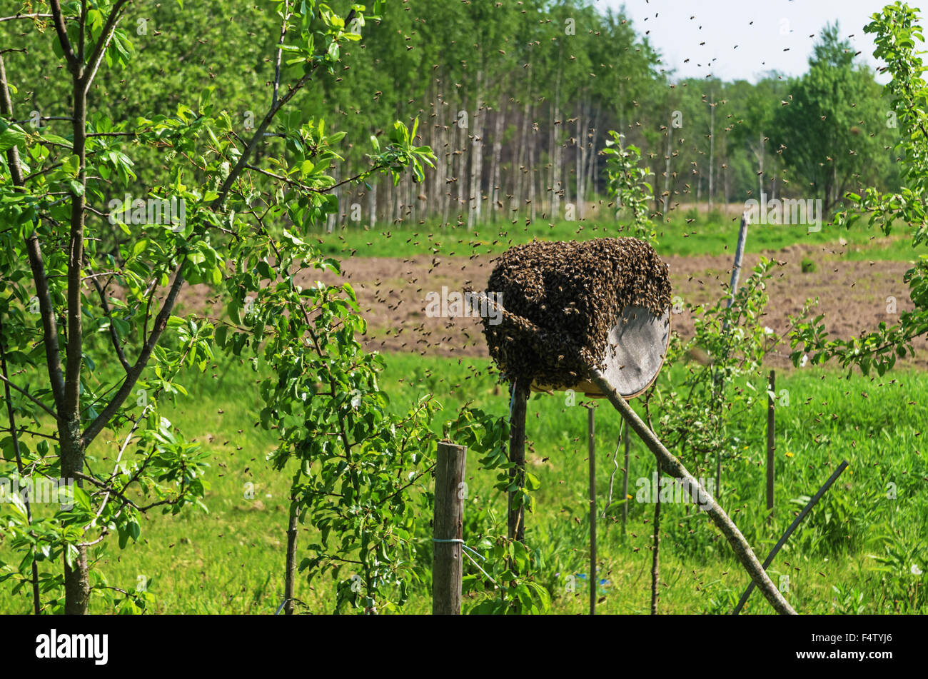 Spring bee swarm run hi-res stock photography and images - Alamy