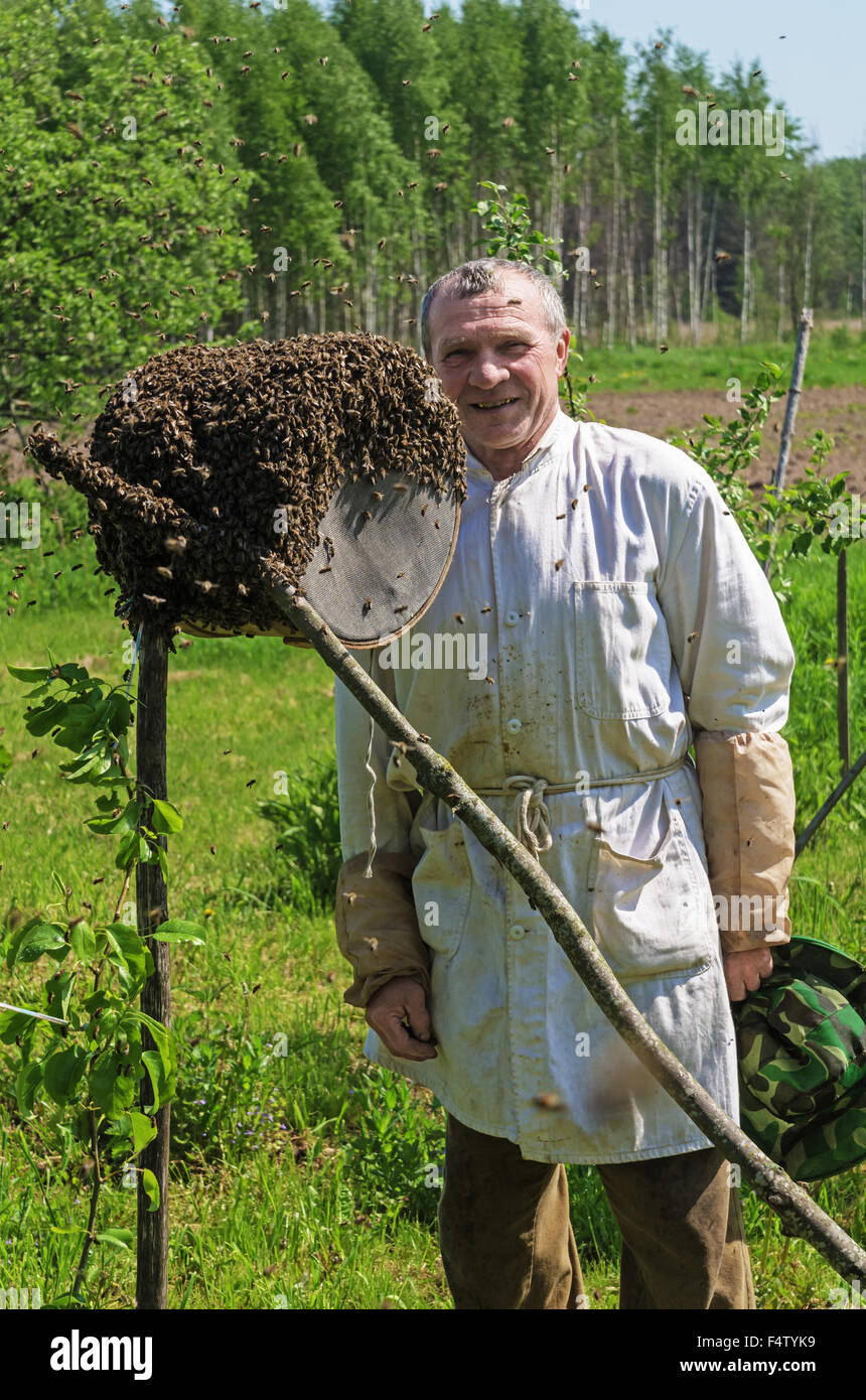 Spring bee swarm run away and its capture Stock Photo - Alamy