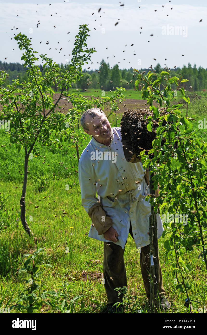 Spring bee swarm run away and its capture Stock Photo - Alamy