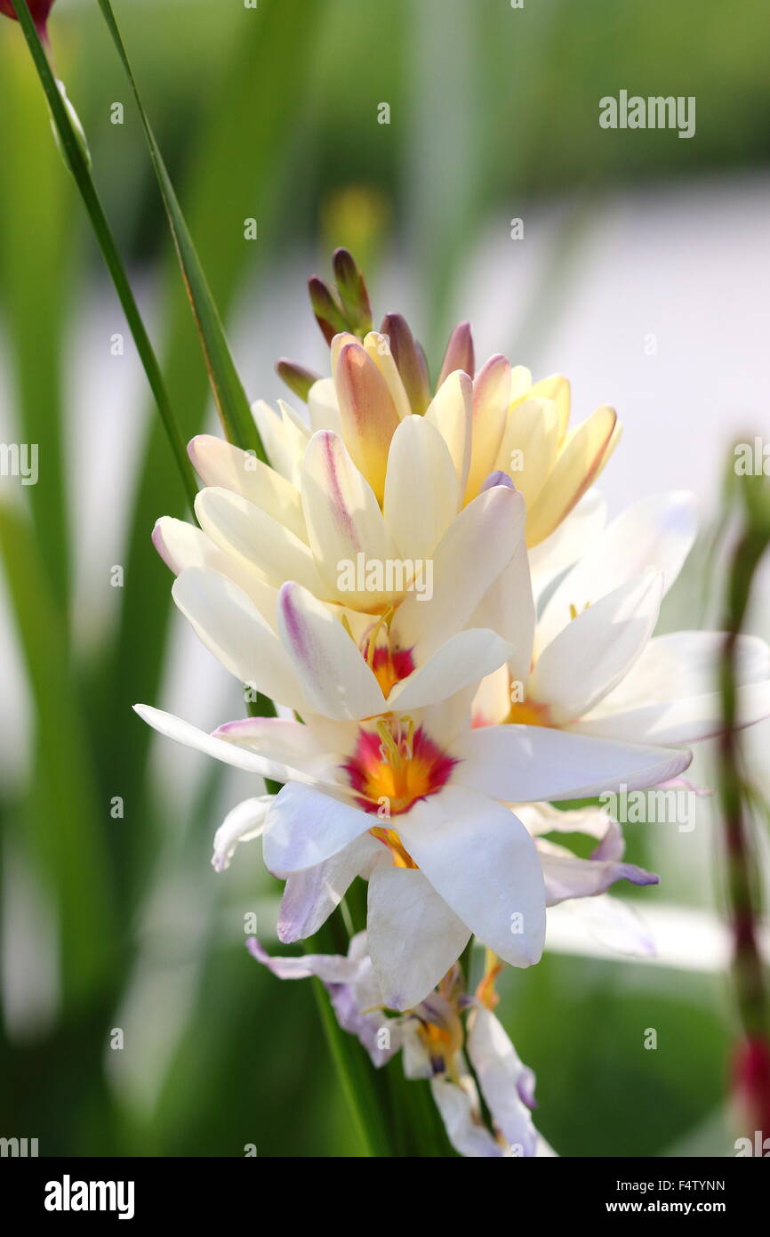 African native flowers hi-res stock photography and images - Alamy