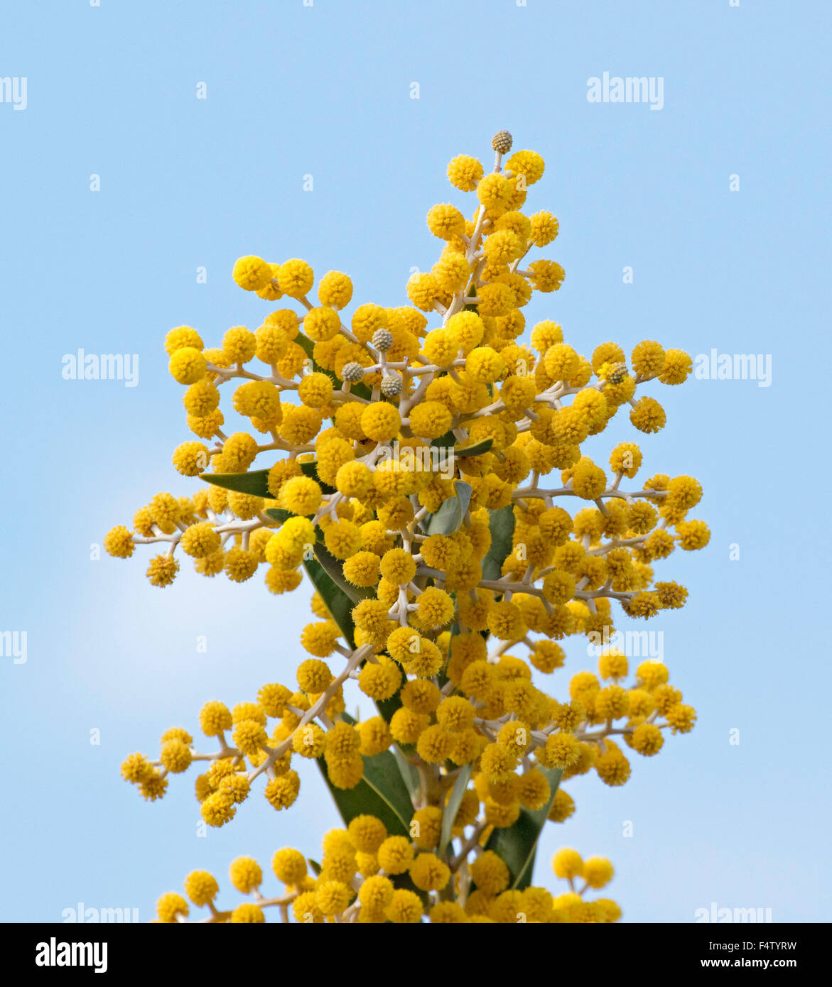 Acacia tree bloom hi-res stock photography and images - Alamy