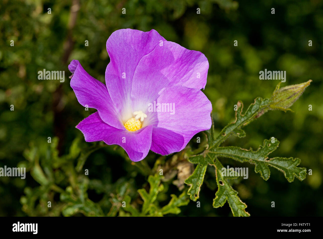 Purple flower & green leaves of Alyogyne huegelii, Australian ...