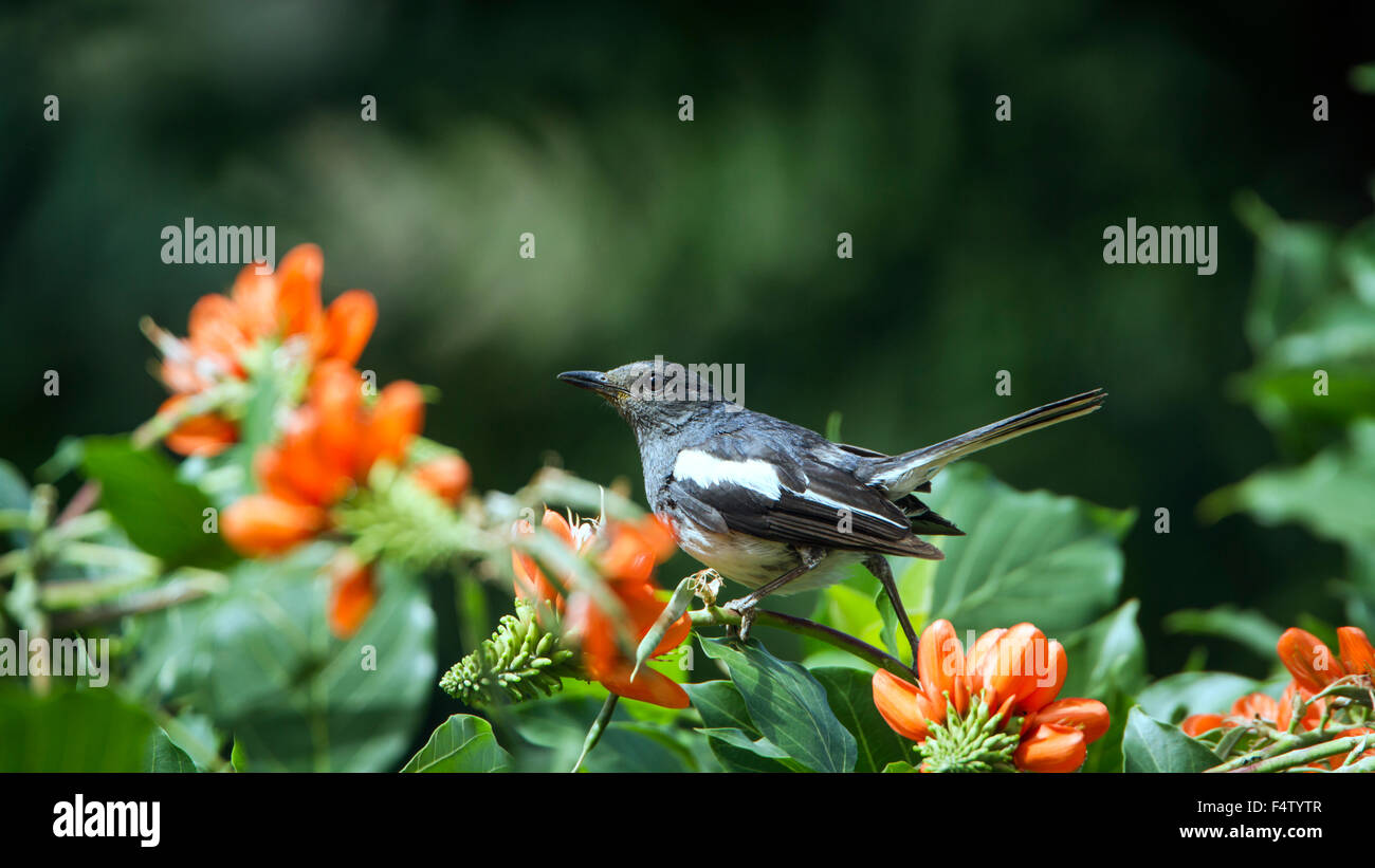 Female Magpie Robin High Resolution Stock Photography and Images - Alamy