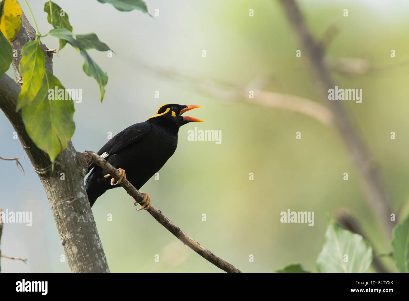 Hill mynah specie Gracula religiosa Stock Photo - Alamy