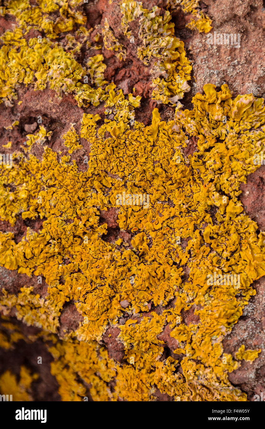 Lichen Texture Pattern Stock Photo - Alamy