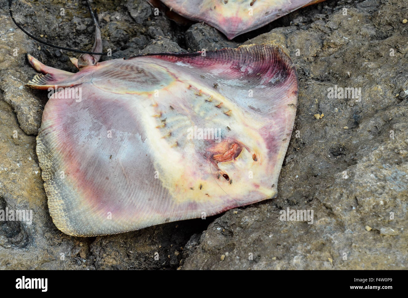 Dead Stingray Fish Stock Photo - Alamy