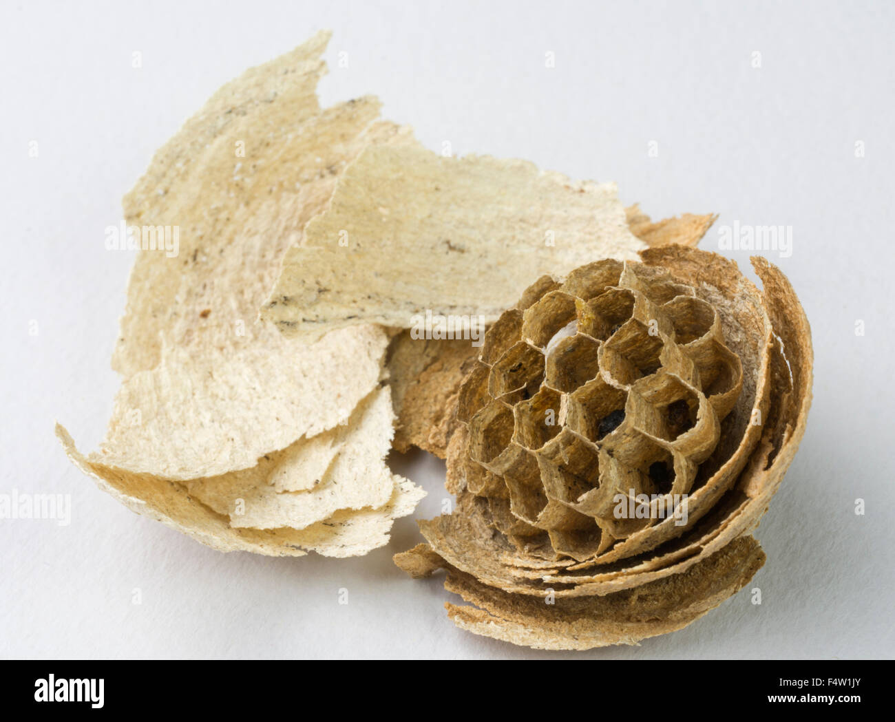 Beehive Nest High Resolution Stock Photography and Images - Alamy